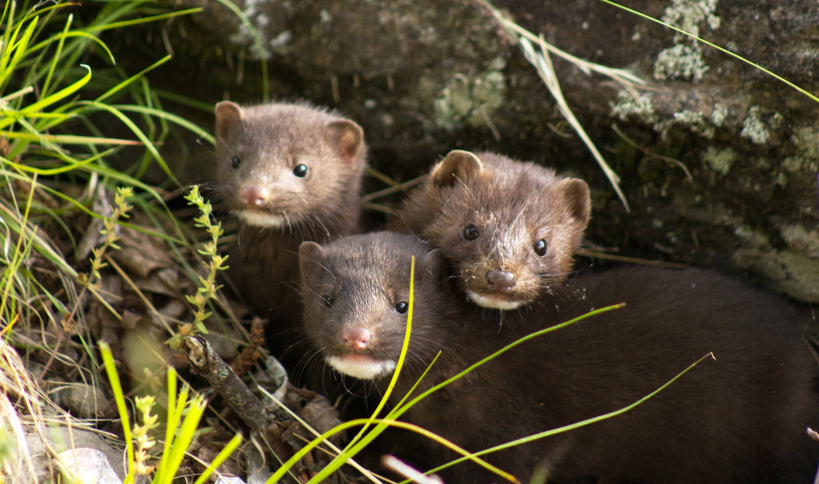Netherlands to Close all Mink Fur Farms By Next March | VegNews