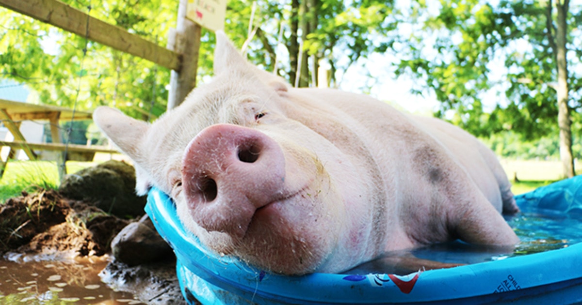 The Busy Life of Esther the Wonder Pig | VegNews