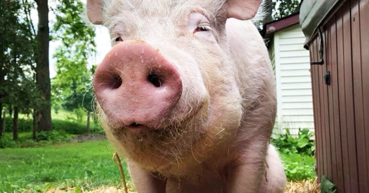 Esther The Wonder Pig Denied Chemotherapy Because She Is a “Food Animal ...