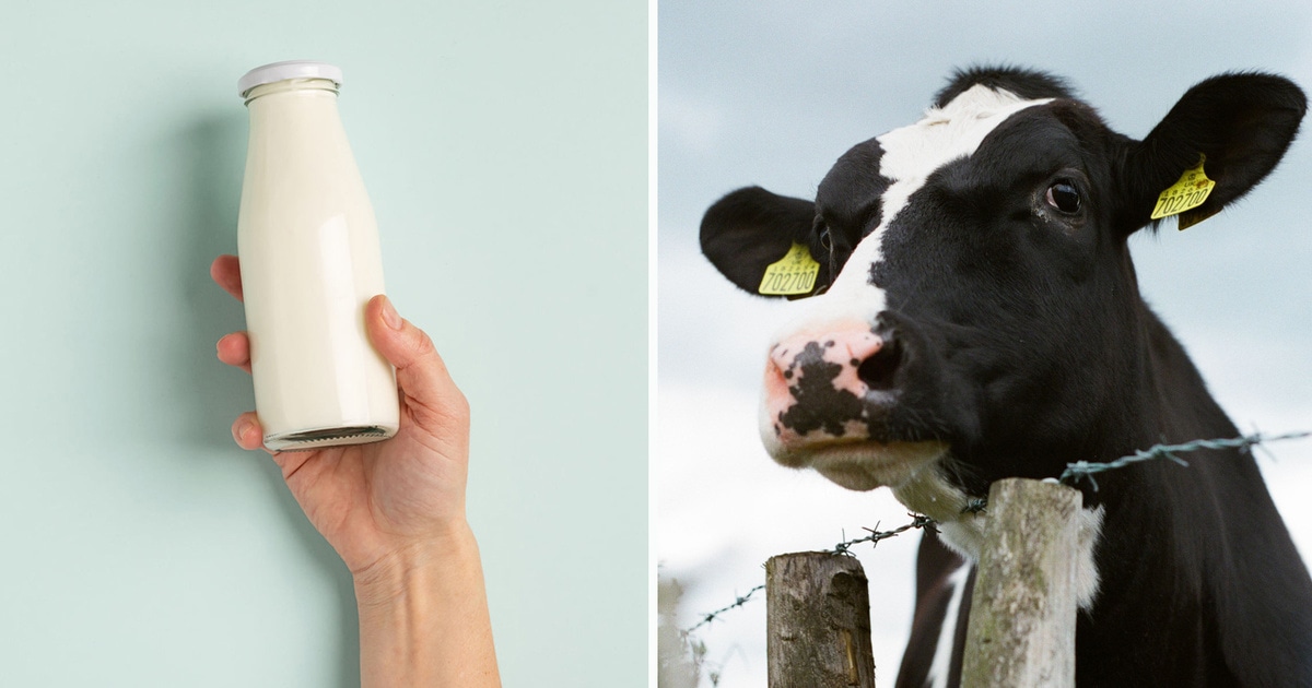 Animal-Free Milk Startup Raises $120 Million to “Liberate Food Chain ...