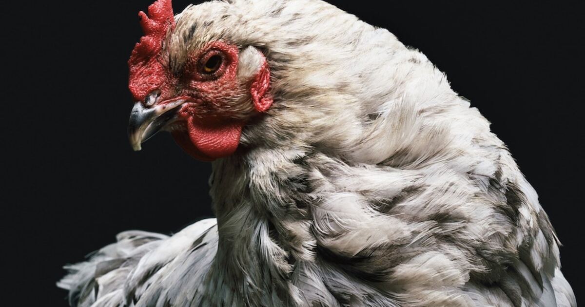 Is Chicken Healthy? Why the Truth May Surprise You | VegNews