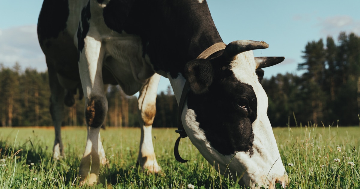 Cultured Collagen? How Aleph Farms Is Using Technology to Replace the ...