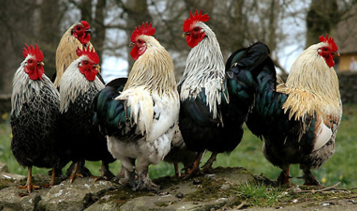 43 Live Roosters Discovered in Cockfighting Raid | VegNews