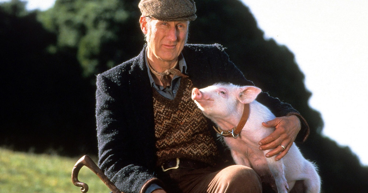 83-Year-Old ‘Babe’ Actor James Cromwell Adopts a Rescued Pig | VegNews