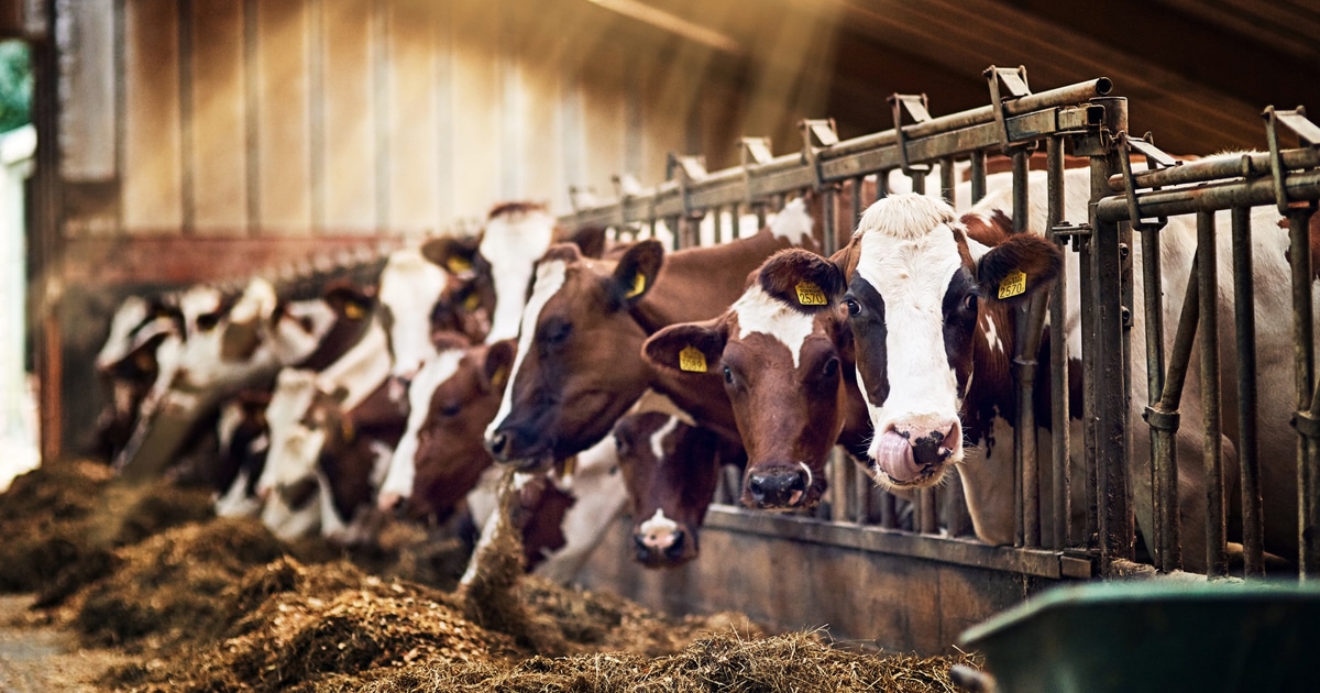 Study: Animal Products Linked to 95 Percent Increase In Emissions Over ...