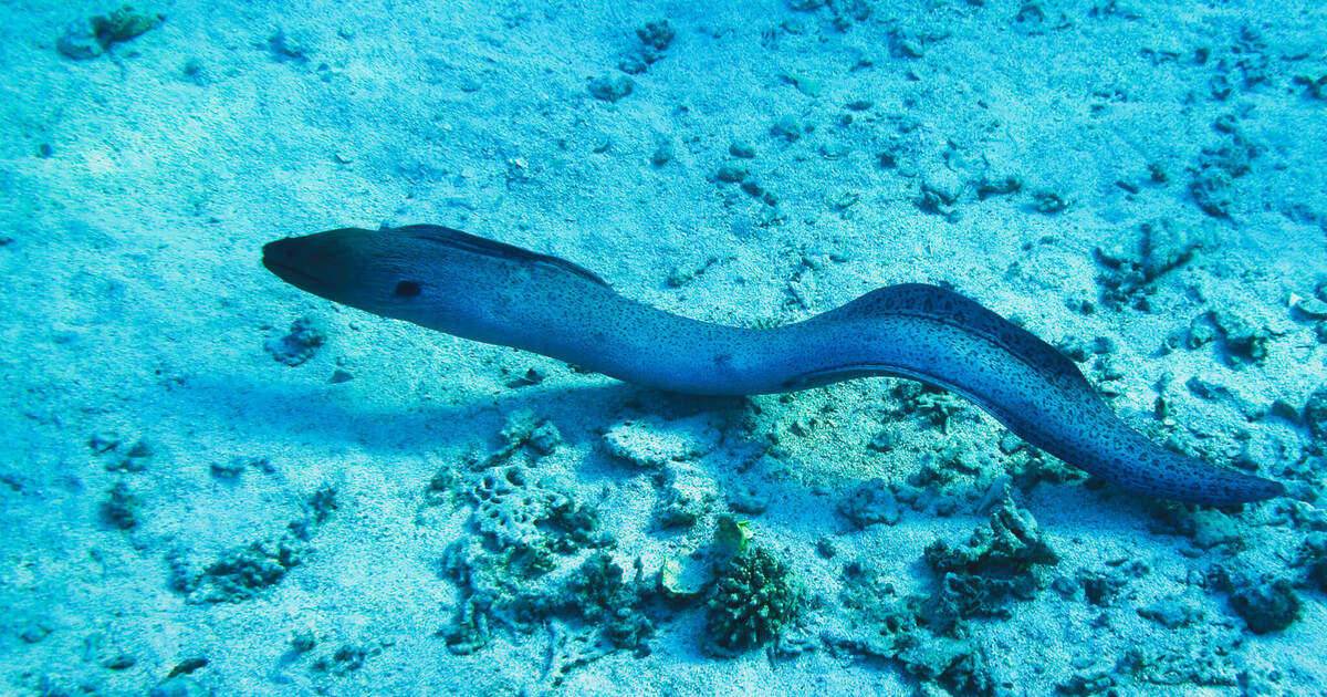 Overfishing is Driving Eels to Extinction. Can Forsea Foods’ Cell ...