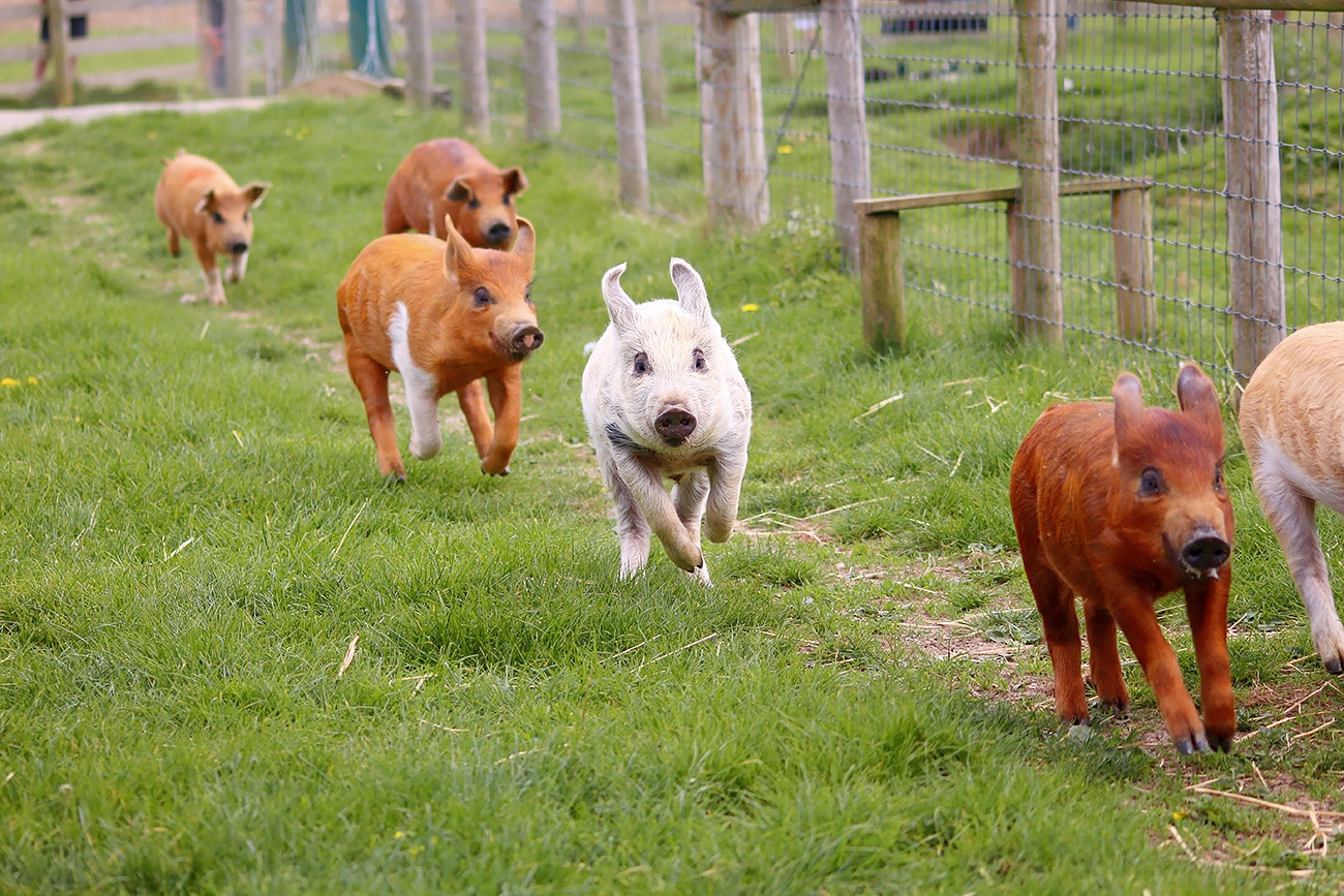 Plant-Based Ham: Recipe Inspiration Plus Where to Buy Slices and Roasts ...