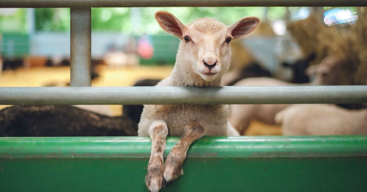 It’s Not Just Animals and the Planet: Factory Farming Is Putting Humans ...