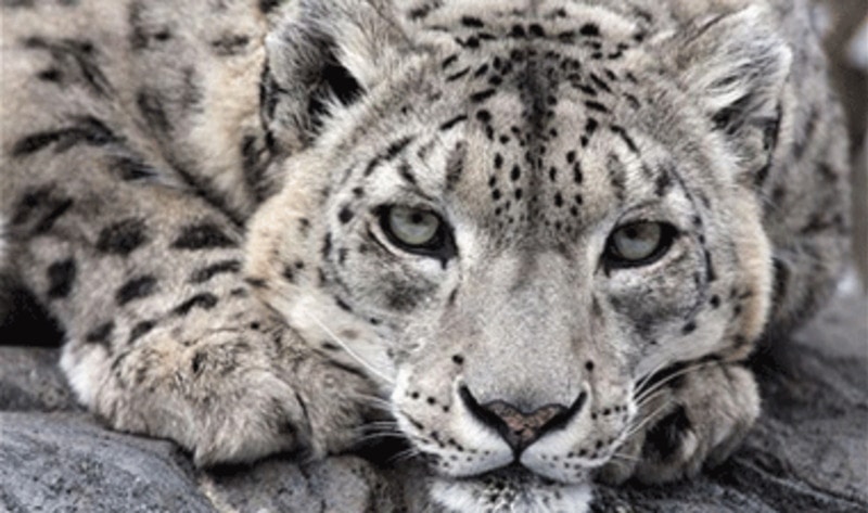 Tibetan Monks Protect Endangered Snow Leopard | VegNews