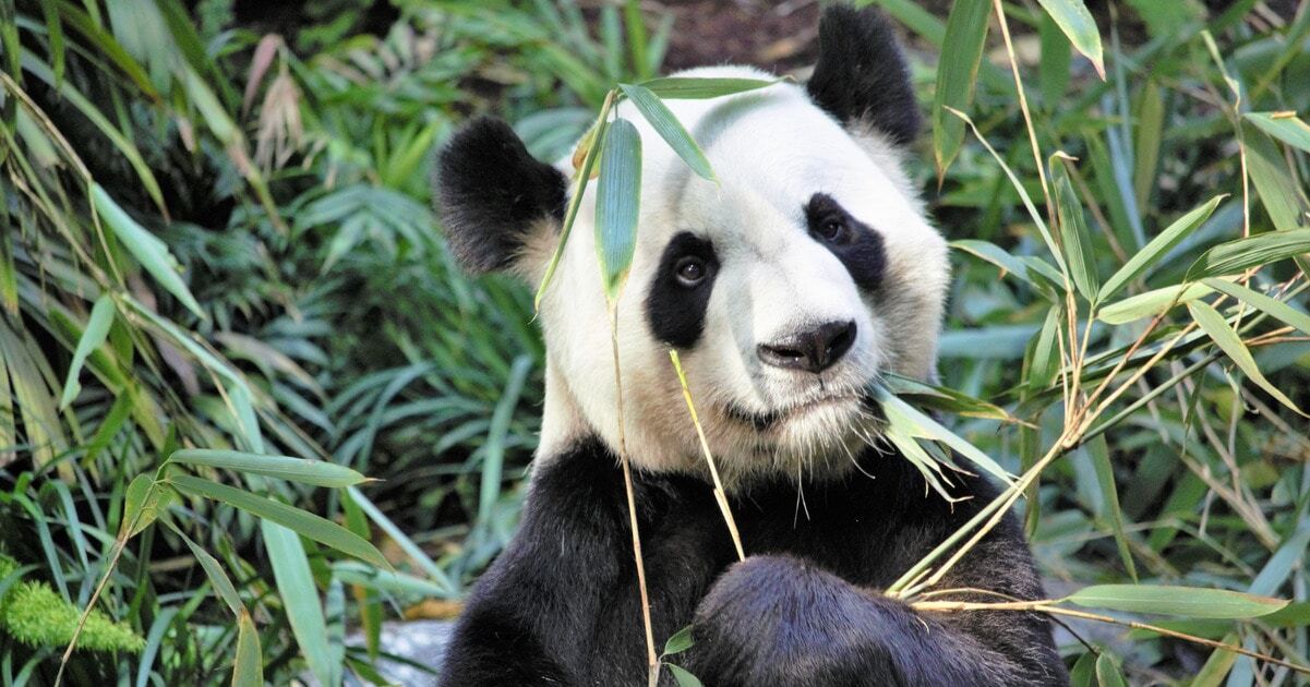 Channel Your Inner Panda: Bamboo May Just Be the Next Big Superfood ...