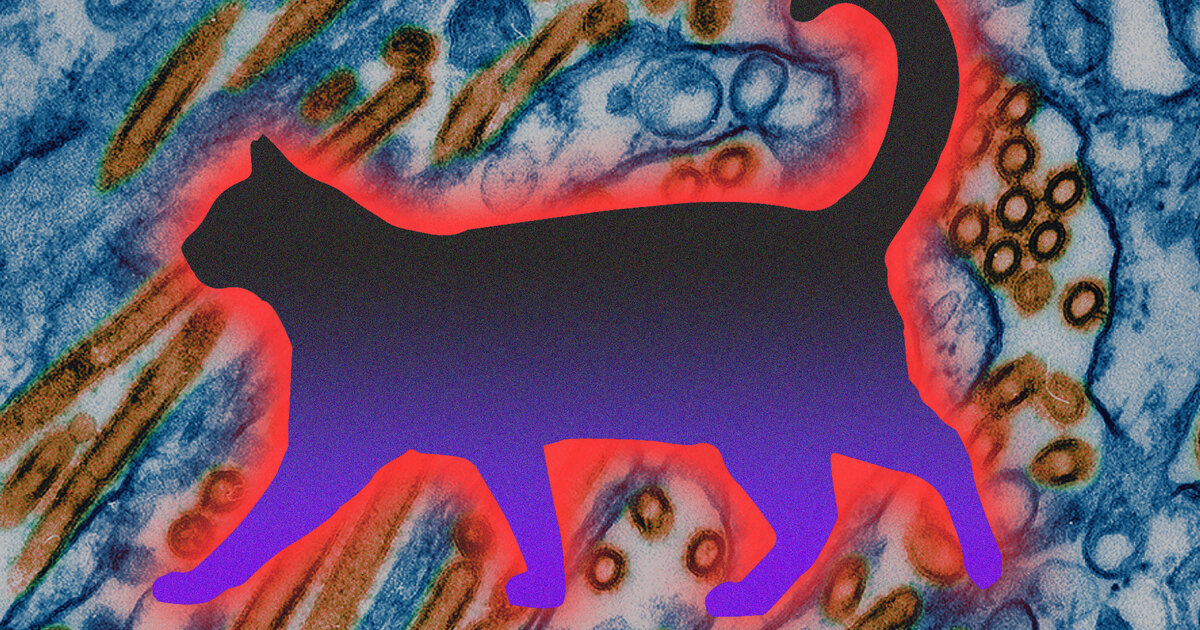 Bird Flu Spreads to Cats in California: What You Need to Know | VegNews