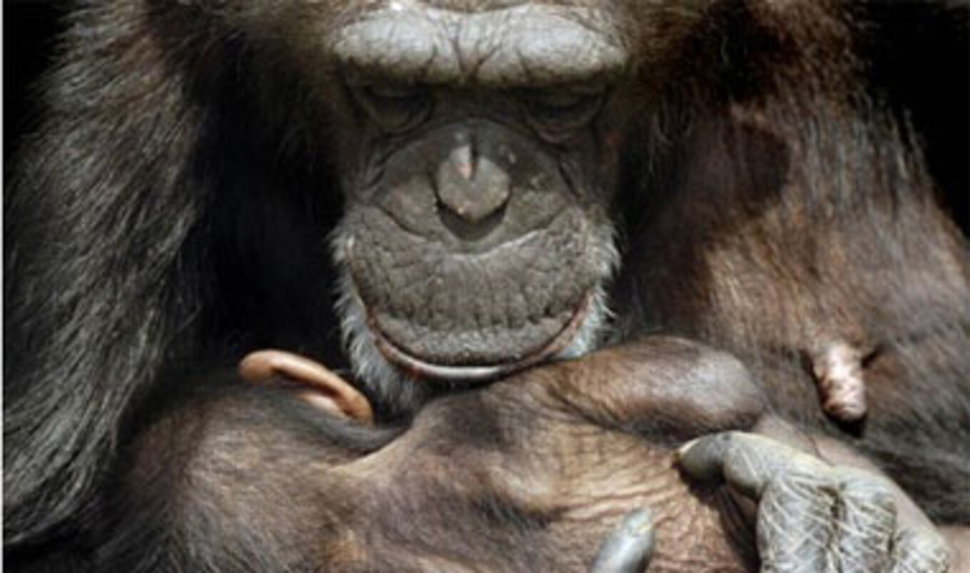 Lab Chimps Retire to Chimp Haven Sanctuary | VegNews