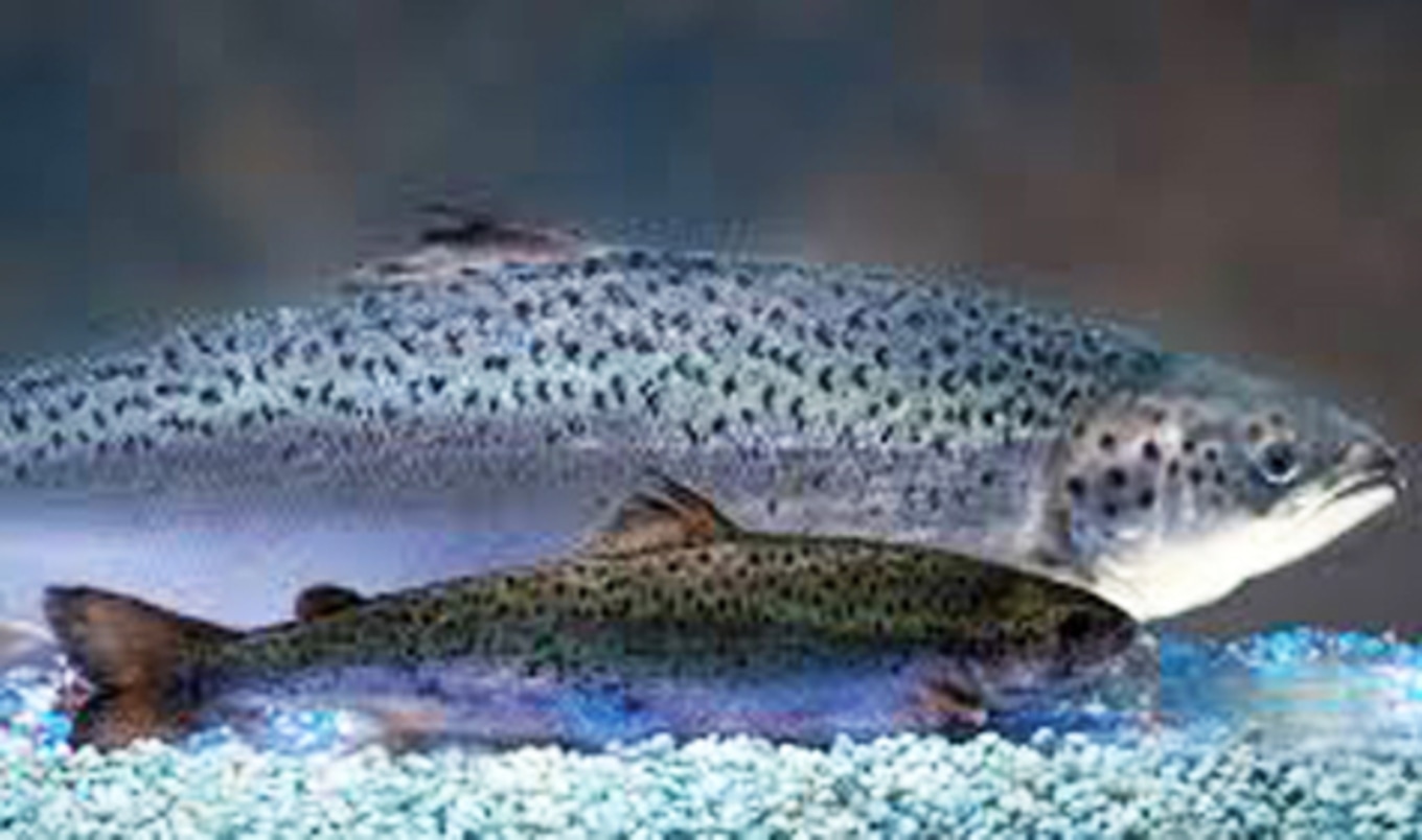 FDA Approves First GMO Animal | VegNews