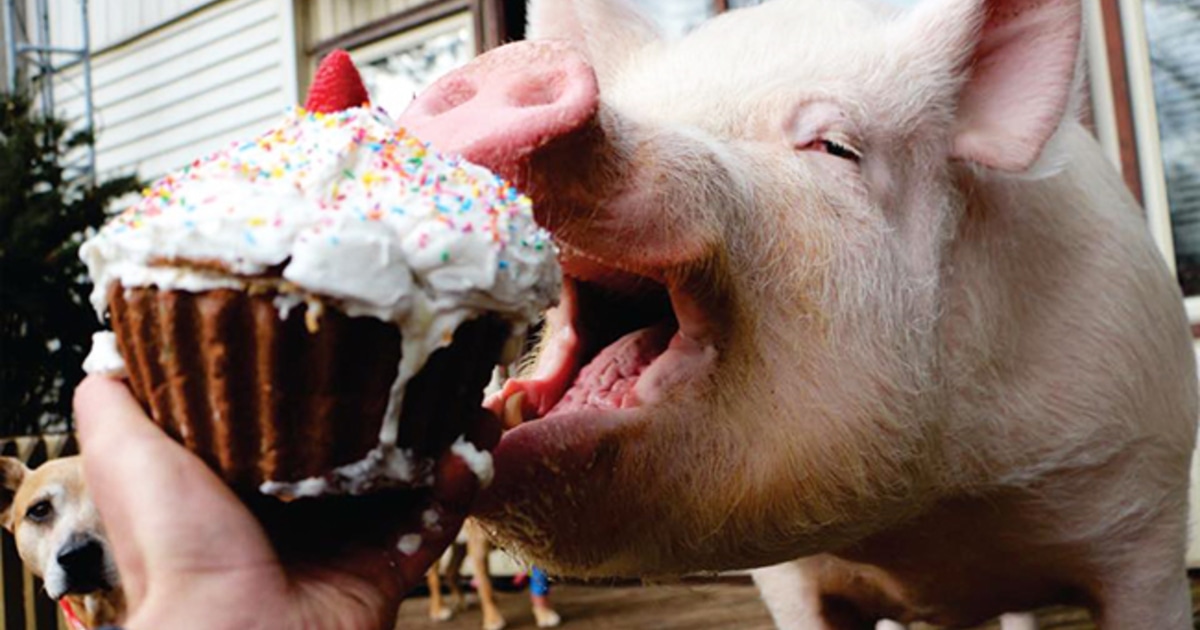 Esther the Wonder Pig to Get Reality Show | VegNews